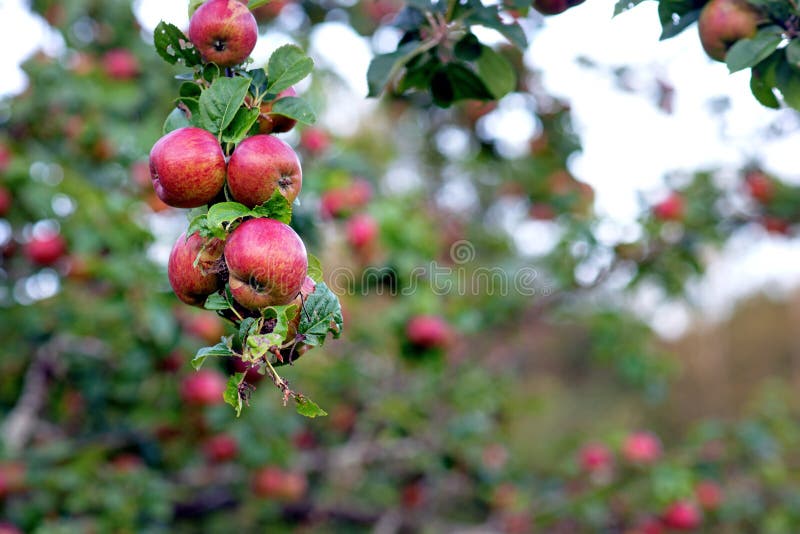Wild apples stock image. Image of season, flora, apple - 63821321