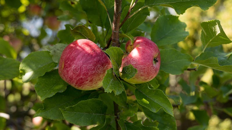 Wild Apples Growing in a Garden Stock Image - Image of fall, apple ...