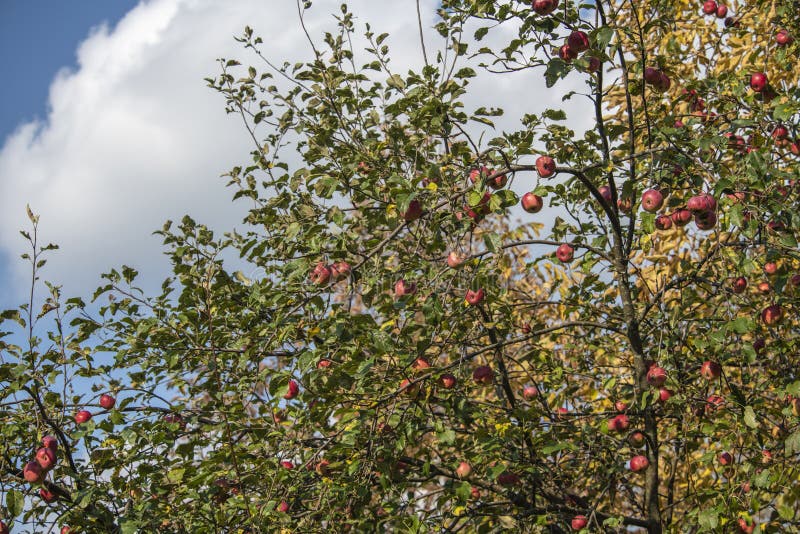 Wild Apples on a Tree in the Abandoned Orchard Stock Photo - Image of ...