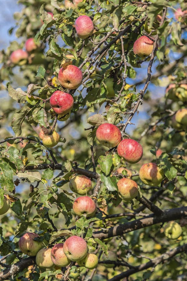 Wild Apples on a Tree in the Abandoned Orchard Stock Photo - Image of ...