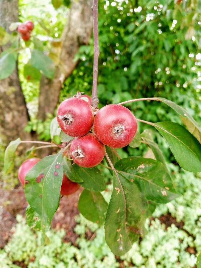 Wild apples stock image. Image of spread, half, seeds - 11278997