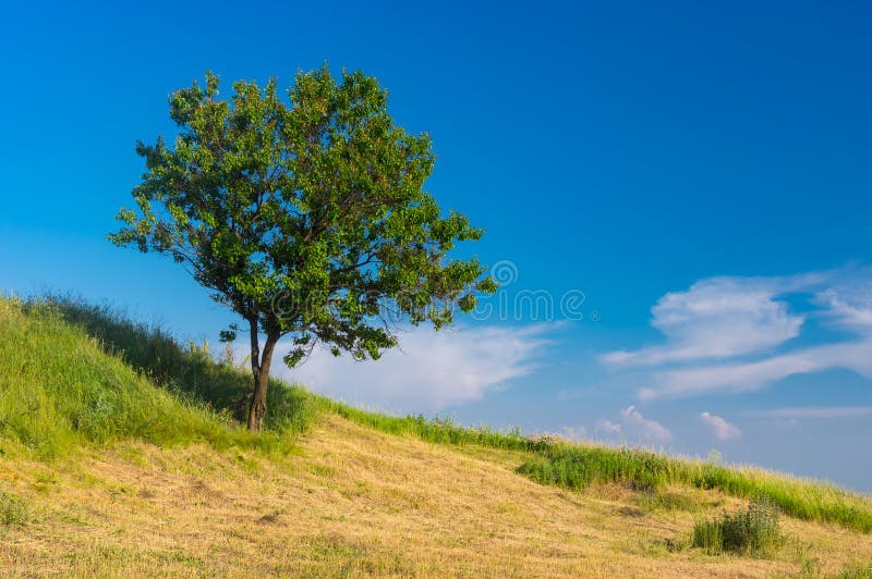 Wild Apricot Tree on a Hill in Early Spring Season Stock Photo - Image ...