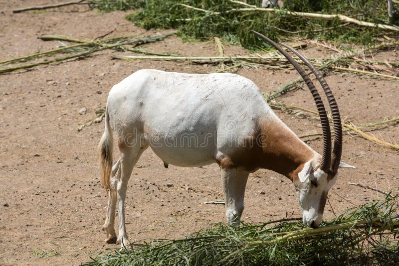 Wild Arabian Oryx stock photo. Image of dunes, animal - 67198016