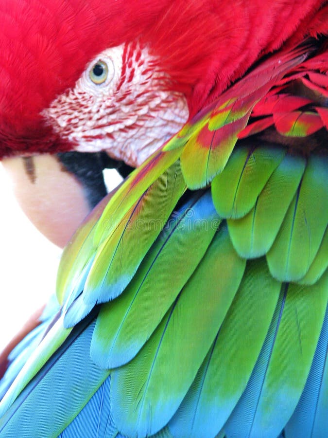 Wild Arara (parrot) stock image. Image of green, feather - 5452649