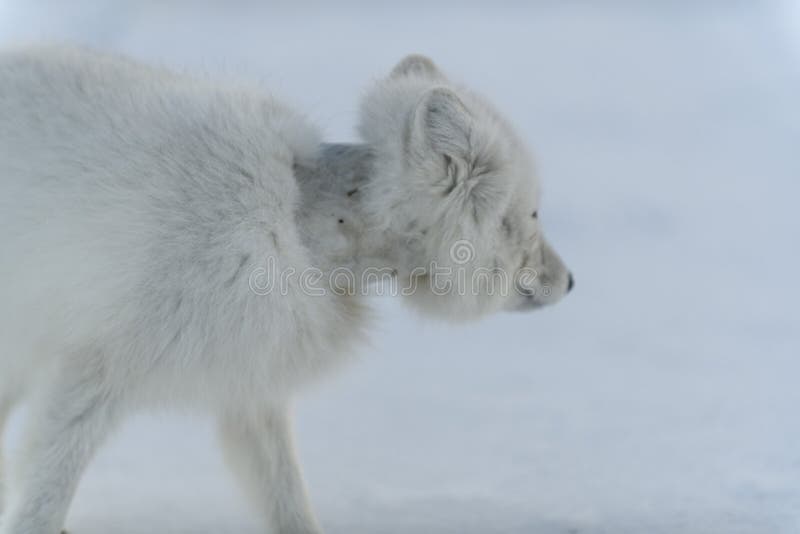 Wild Arctic Fox with Plastic on His Neck in Winter Tundra. Ecology ...