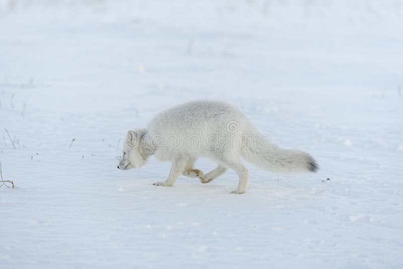 Wild Arctic Fox with Plastic on His Neck in Winter Tundra. Ecology ...