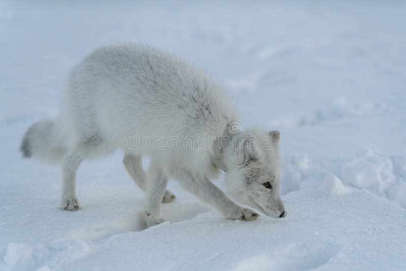 Wild Arctic Fox with Plastic on His Neck in Winter Tundra. Ecology ...