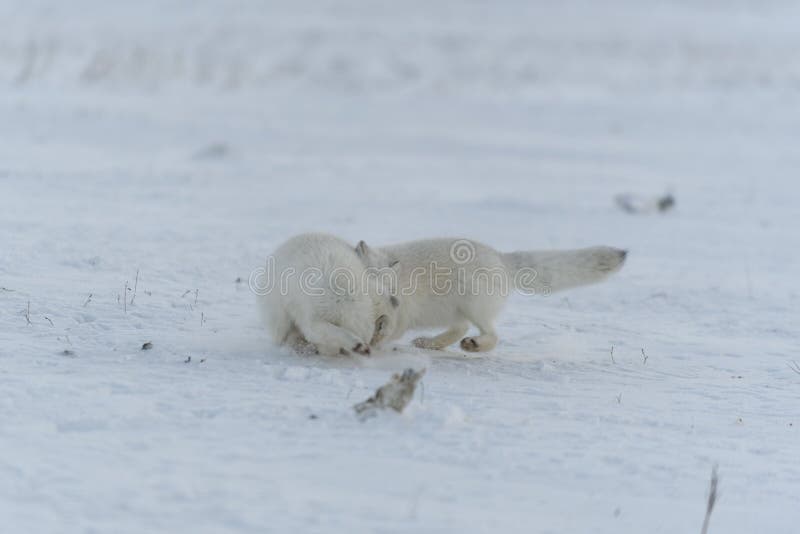Wild Arctic Foxes Fighting in Tundra in Winter Time. White Arctic Fox ...