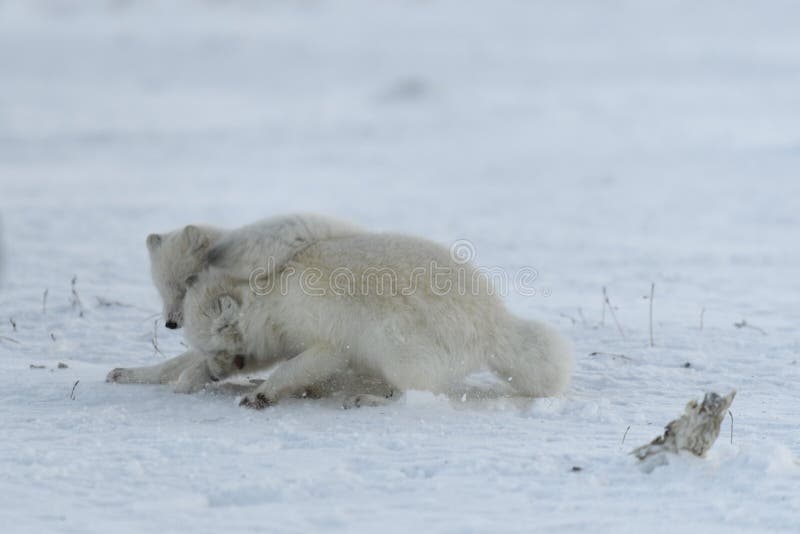 Wild Arctic Foxes Fighting in Tundra in Winter Time. White Arctic Fox ...