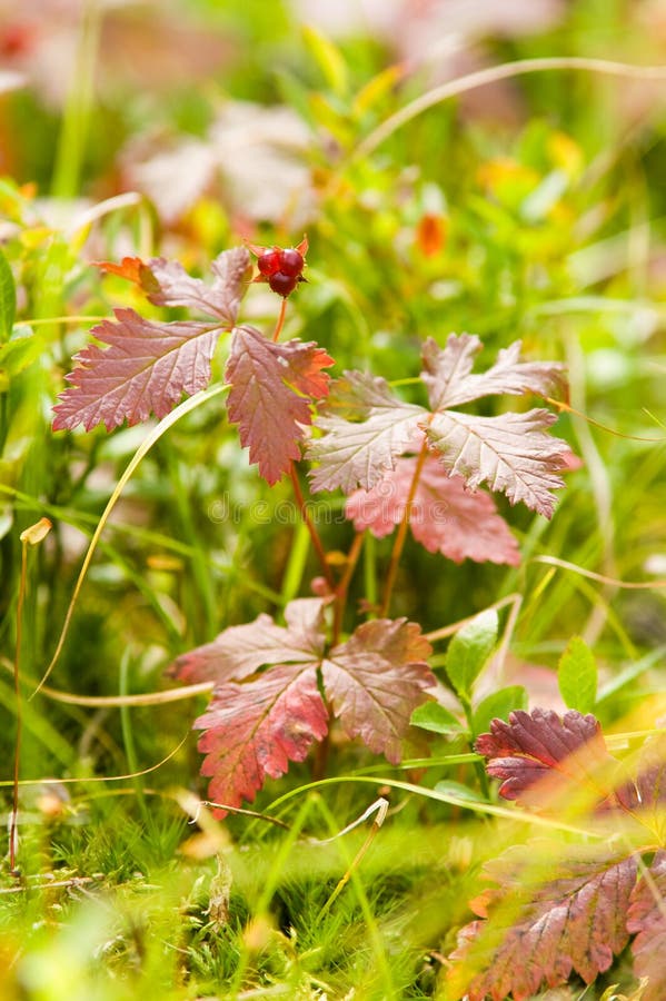 Wild Arctic raspberry stock image. Image of raspberry - 6261995