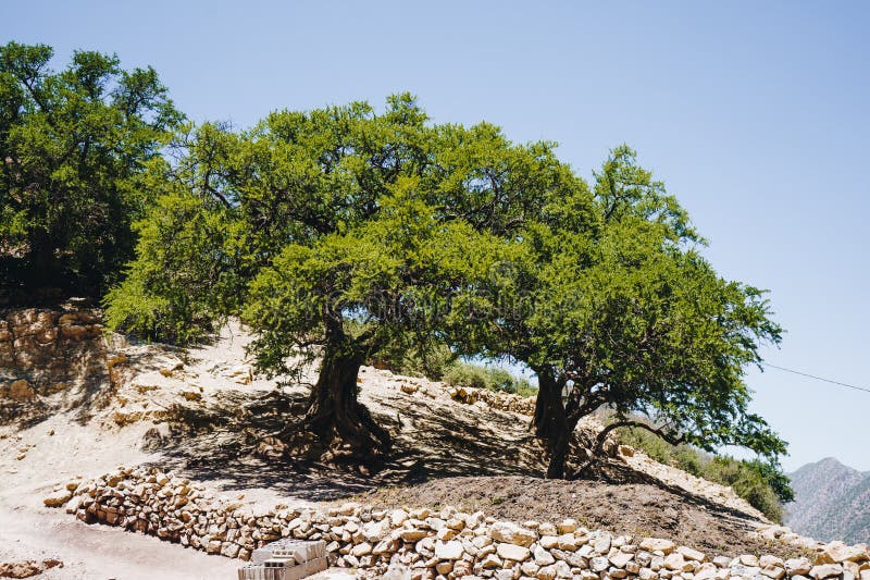 Wild Argan Tree in Arid Landscape – Agadir, Morocco Stock Photo - Image ...