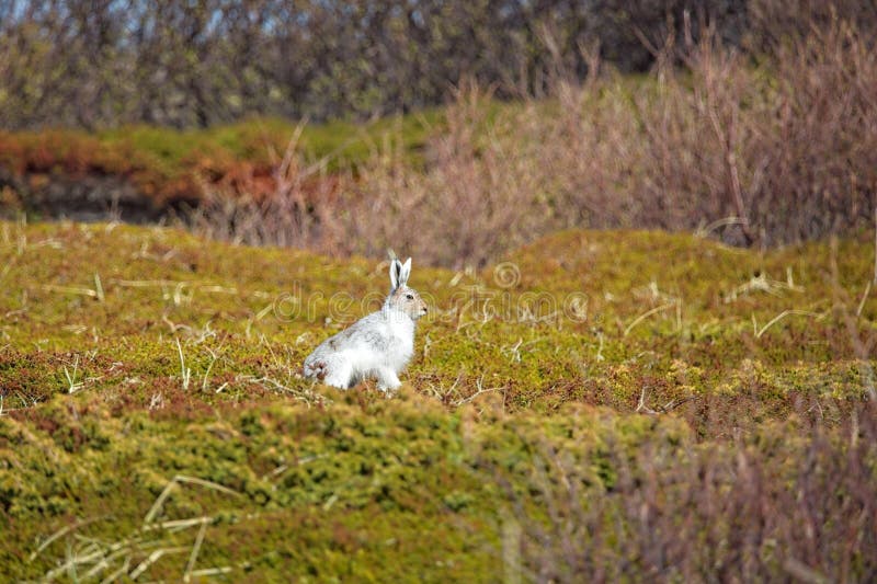 Lepus Articus Stock Photos - Free & Royalty-Free Stock Photos from ...