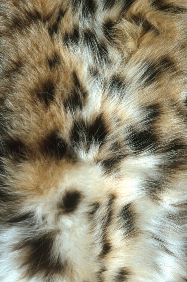 Wild as a cat! stock image. Image of hunt, sport, tanned - 710009