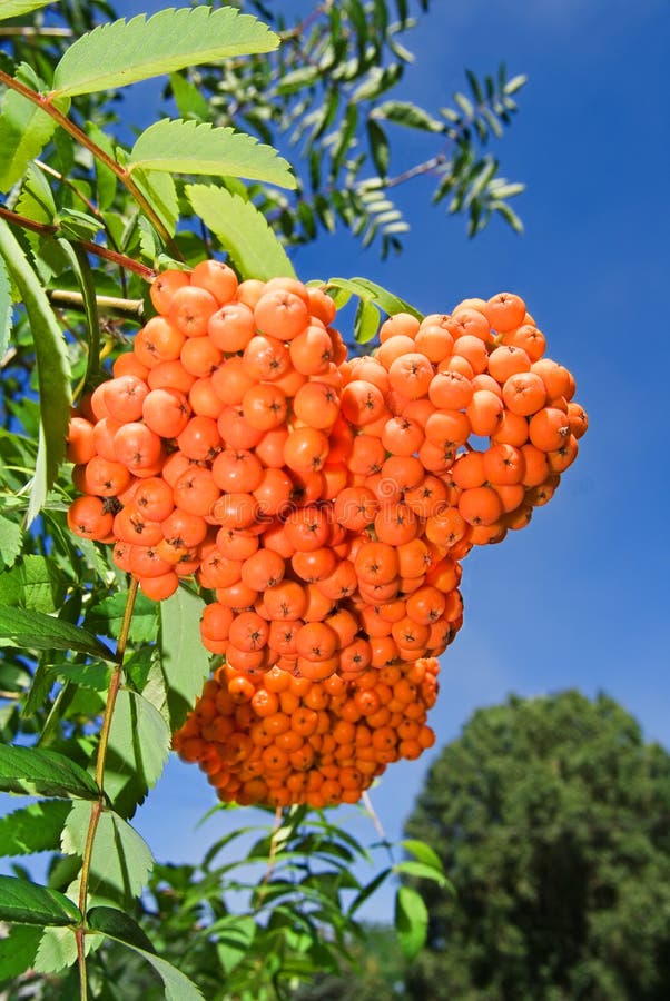 Wild ash stock photo. Image of berry, hang, meal, fruit - 5959414