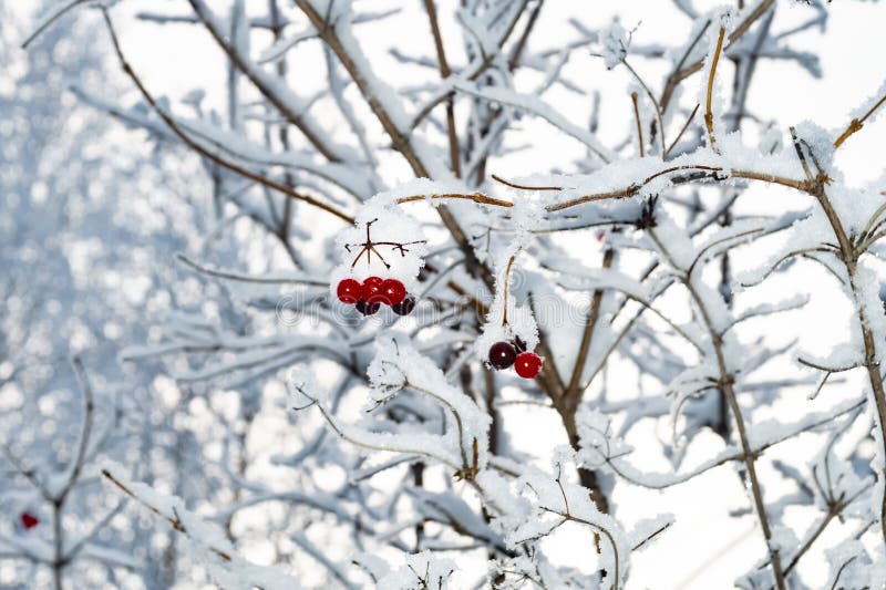 Wild Ash Berries in Winter Forest. View from Front Stock Image - Image ...
