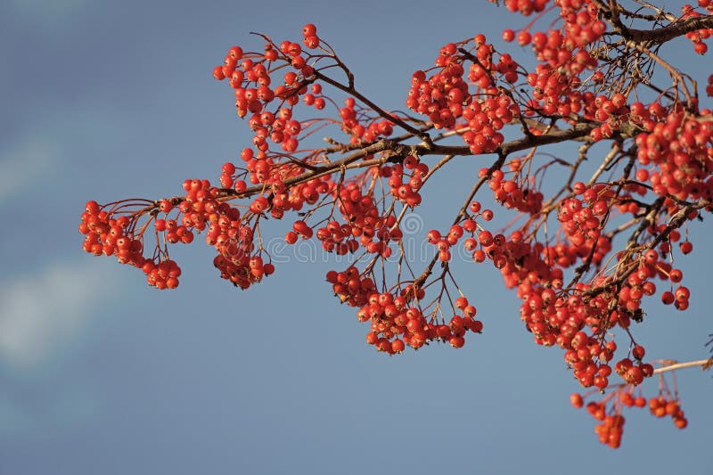 Wild Ash Tree with Red Berry on Branch and Sky Background Stock Image ...