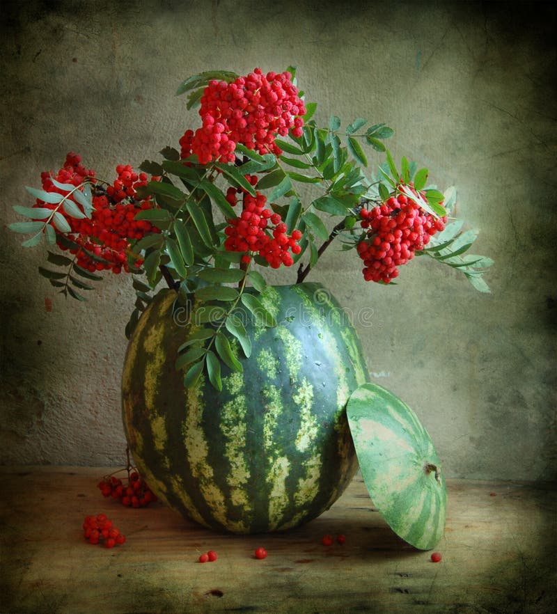 Wild ash and water-melon stock photo. Image of branches - 16145834