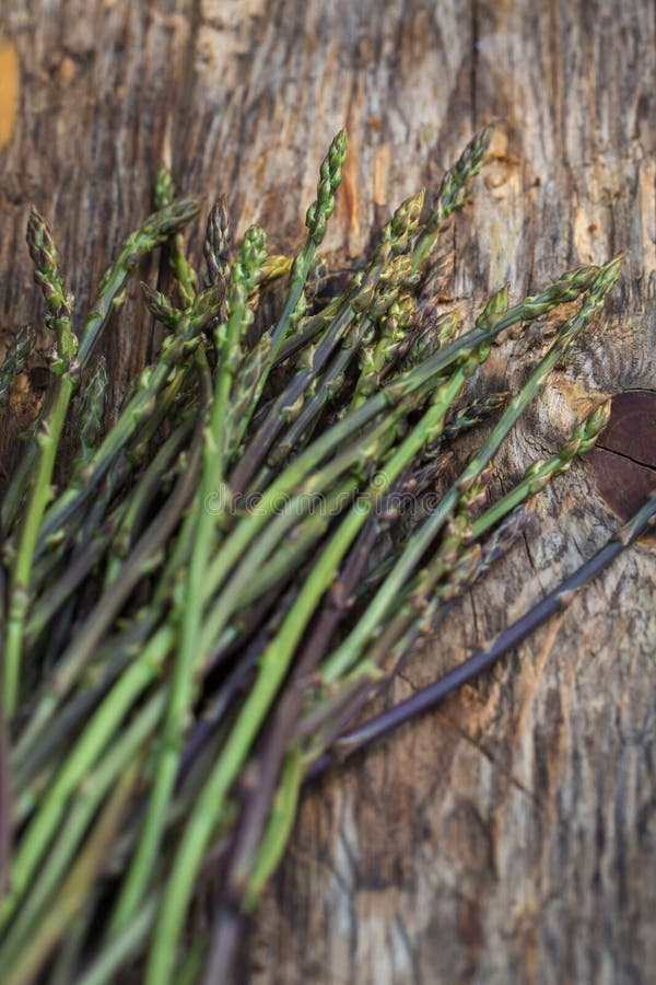 Wild asparagus stock photo. Image of fresh, life, vegetable - 88418006