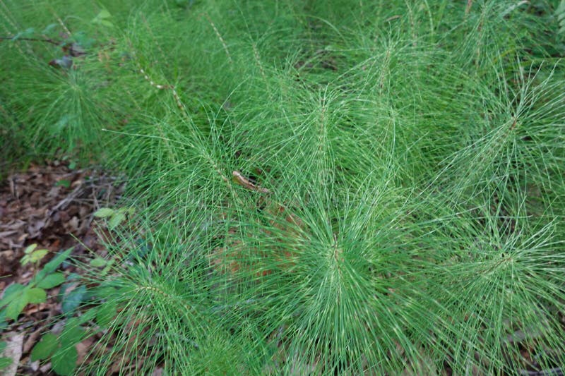 Wild Asparagus Plant. Asparagus Stalk in the Forest Growing Stock Image ...