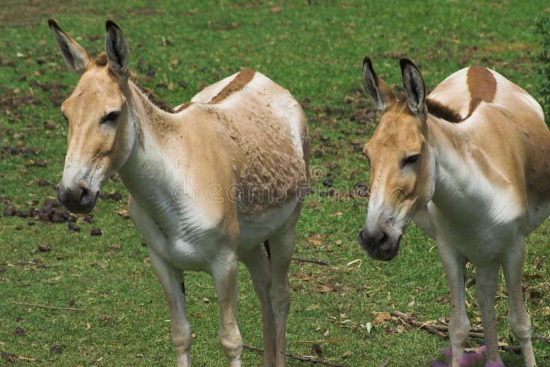 Wild Ass(Equus Hemionus Khur) Stock Photo - Image of animal, pair: 7809736
