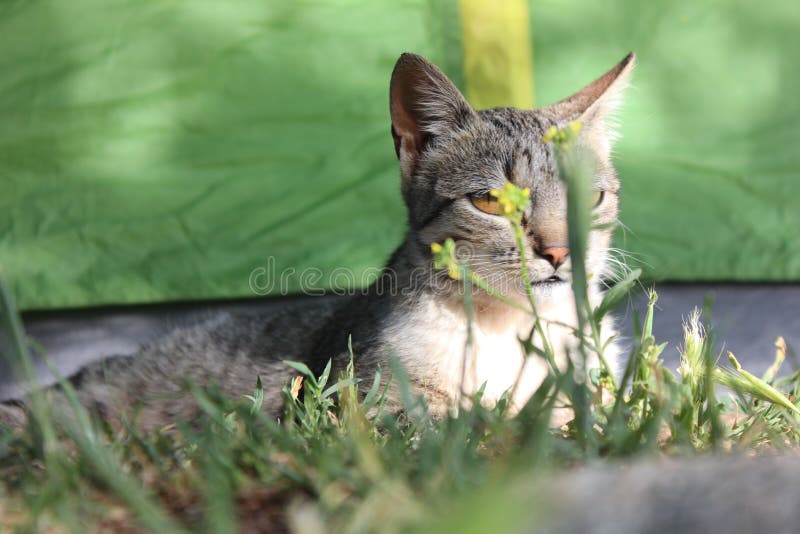 Wild Atlas Cat in the Yagour Mountains Stock Photo - Image of wild ...