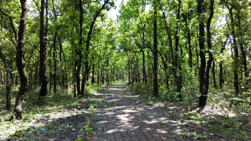 Bhawal National park stock photo. Image of evergreen - 114993868