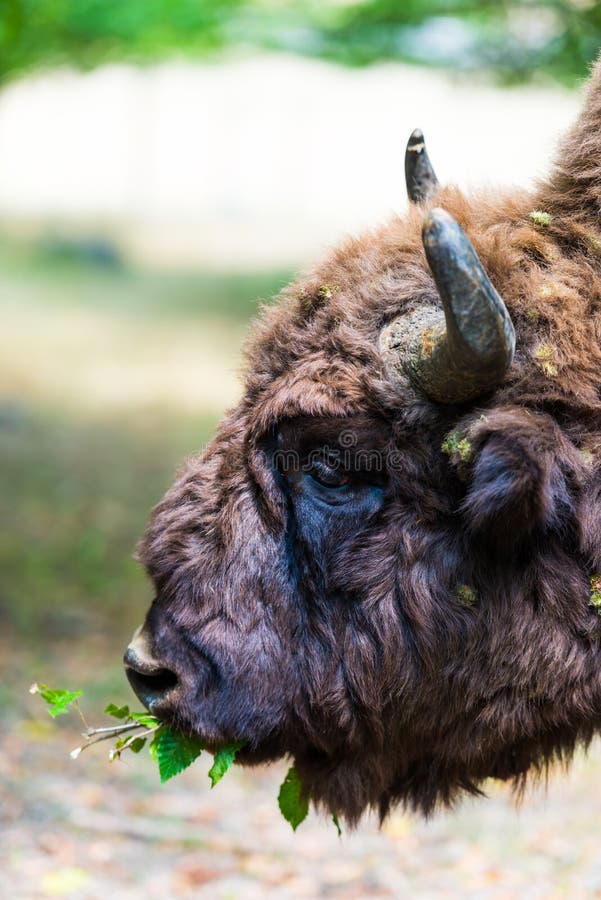 Wild aurochs on the forest stock image. Image of grass - 203813421