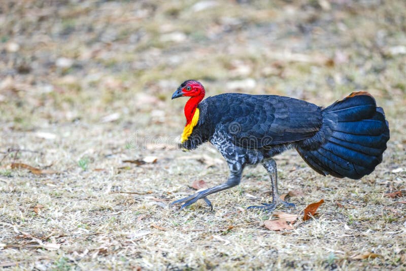 Wild Australian Bush Turkey Running Away Stock Photo - Image of ...