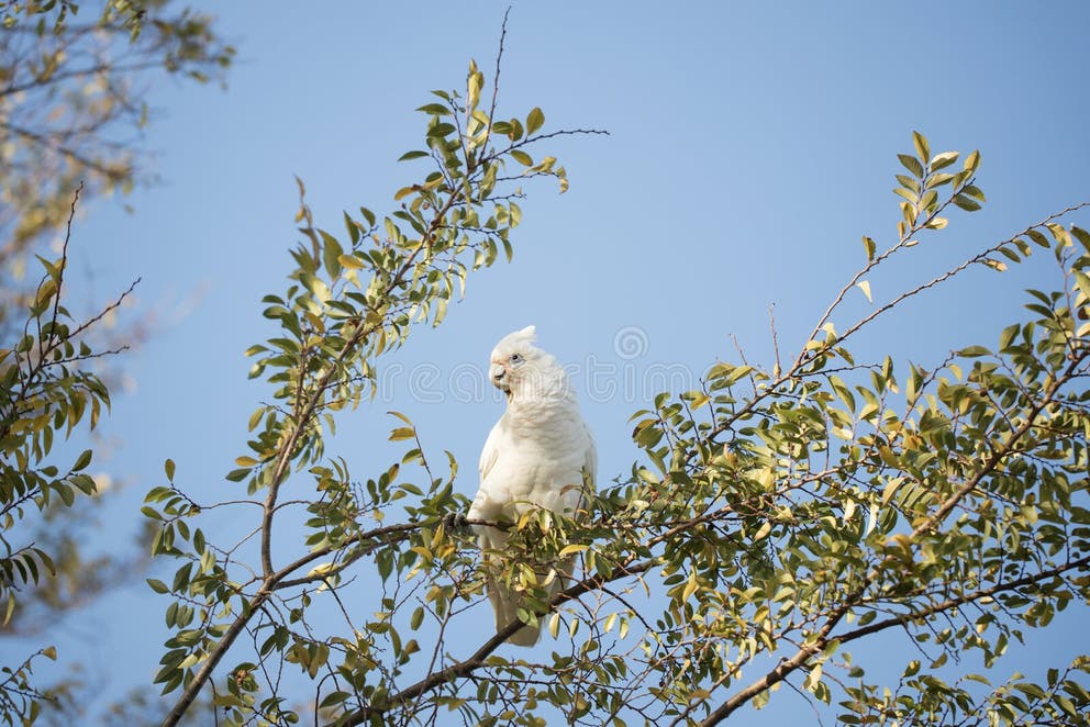Wild Australian Corella in a Tree Stock Photo - Image of ornithology ...