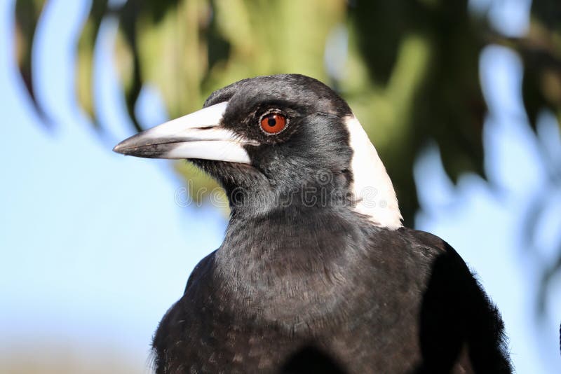 Wild Australian Magpie Upper Body Stock Photo - Image of beak, shot ...