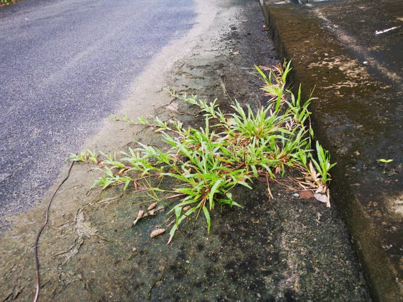 Wild Axonopus Compressus Grass Grows by the Roadside. Stock Image ...