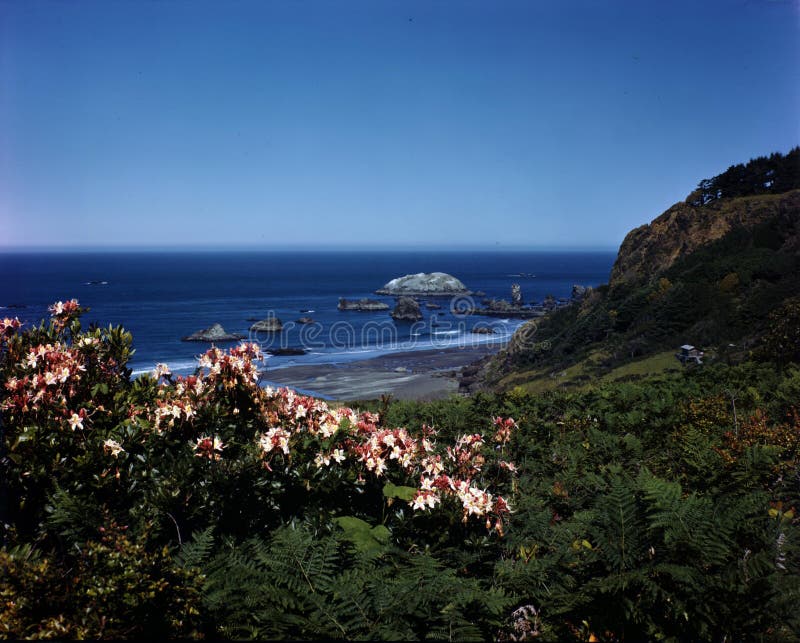 Wild Azaleas On The Oregon Coast Picture. Image: 222321696
