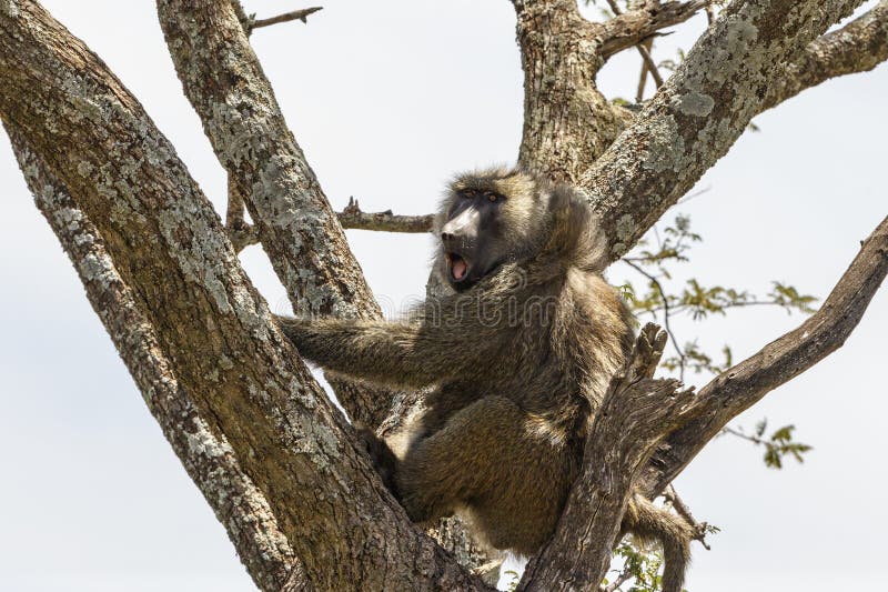 Wild Babian Sitting in a Tree in Africa Stock Photo - Image of sitting ...