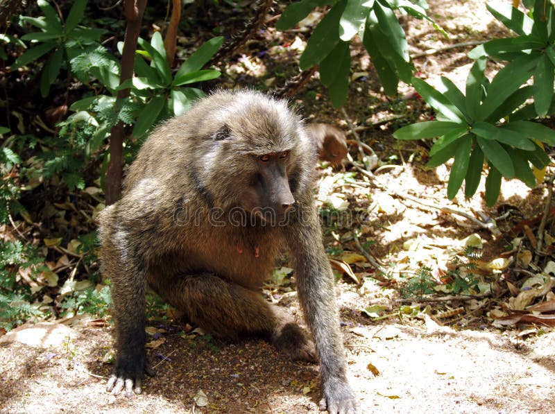Wild Baboons and a Grazing Wild Buffalo Stock Photo - Image of ...