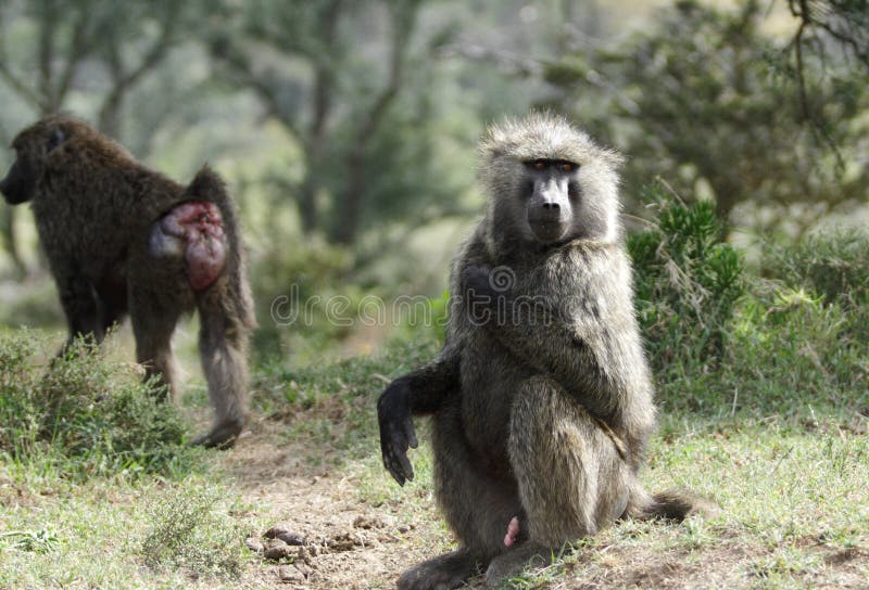 Wild Baboons stock image. Image of calluses, baboon, barren - 36414493