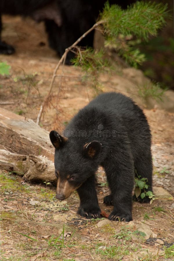 Baby Cougar stock photo. Image of cute, predator, nature - 6935206