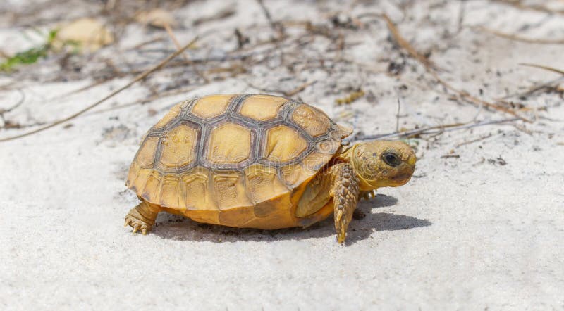 Wild Baby Gopher Tortoise - Gopherus Polyphemus - Walking in North ...