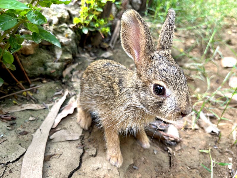 Wild Baby Rabbit Closeup Picture Stock Photo - Image of garden, small ...
