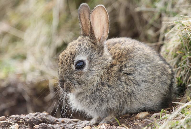 Wild Baby Rabbits