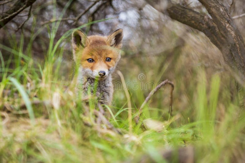 Wild Baby Red Fox Cub Vulpes Vulpes Stock Image - Image of europe ...