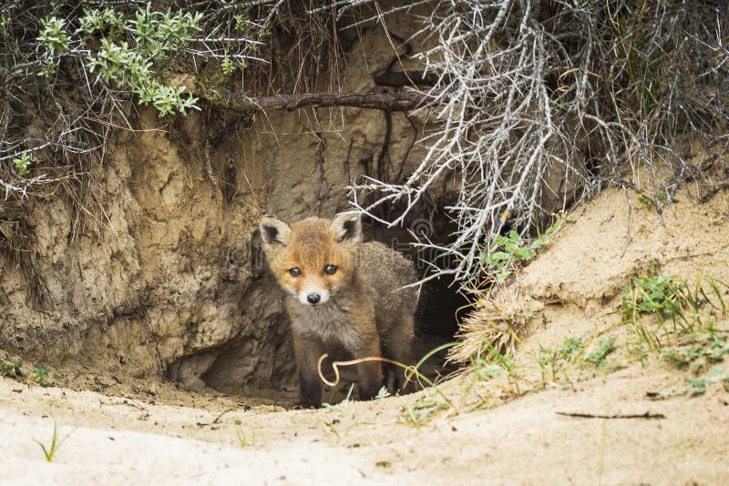Wild Baby Red Fox Cub Vulpes Vulpes Stock Image - Image of baby, grass ...