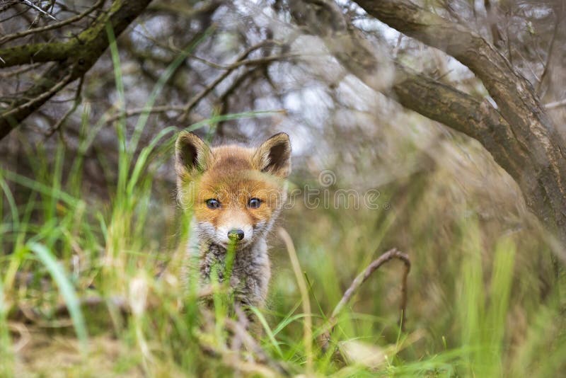Wild Baby Red Fox Cub Vulpes Vulpes Stock Photo - Image of nature, baby ...