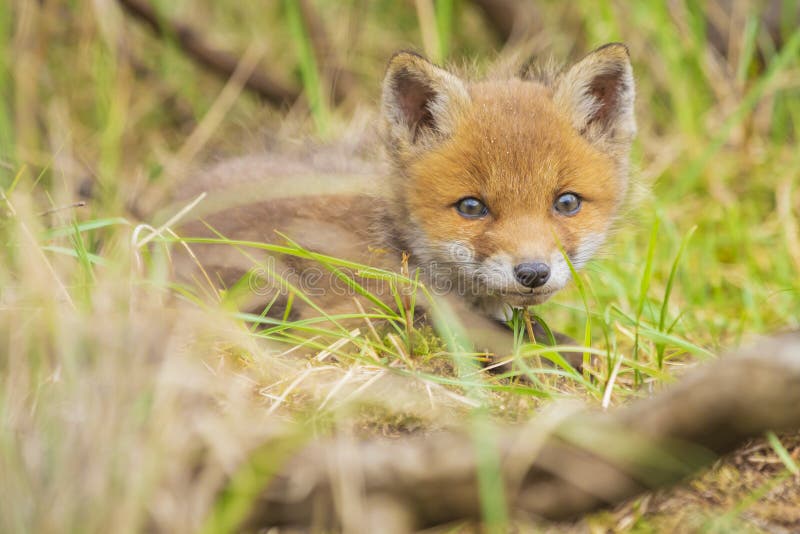 Wild Baby Red Fox Cub Vulpes Vulpes Stock Image - Image of young, grass ...