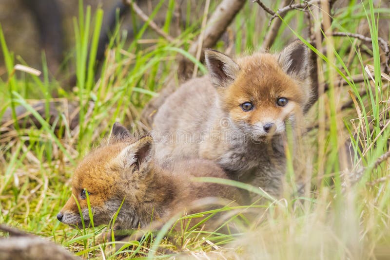 Wild Baby Red Fox Cub Vulpes Vulpes Stock Photo - Image of discover ...