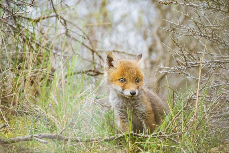 Wild Baby Red Fox Cub Vulpes Vulpes Stock Photo - Image of field, young ...