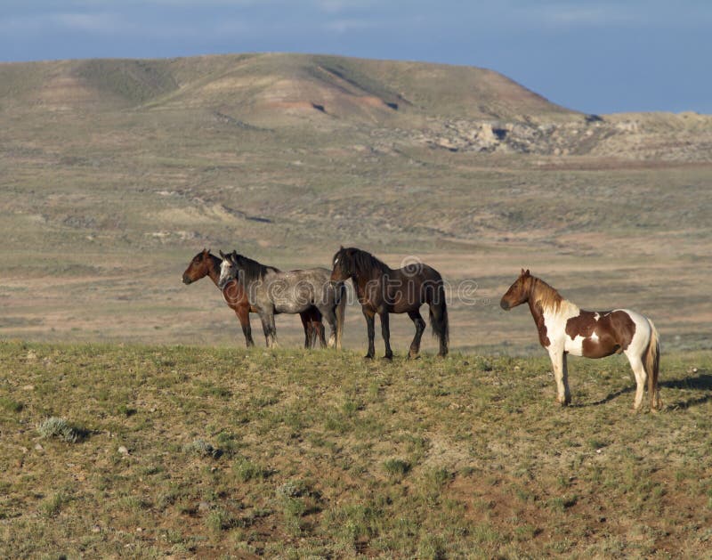 Wild Bachelor Stallions stock image. Image of equine - 60602213