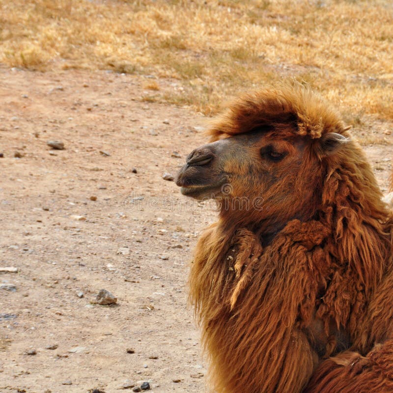 Wild bactrian camel stock photo. Image of animal, zoology - 31666966