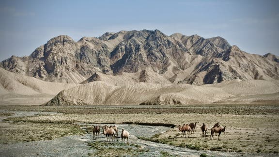 Wild Bactrian Camel Herds in the Altun Mountains Stock Photo - Image of ...