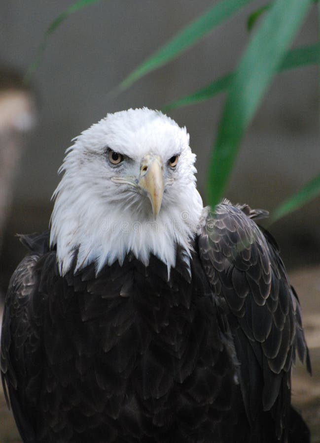 Bald Eagle with His Feathers Ruffled Stock Image - Image of birs, eagle ...