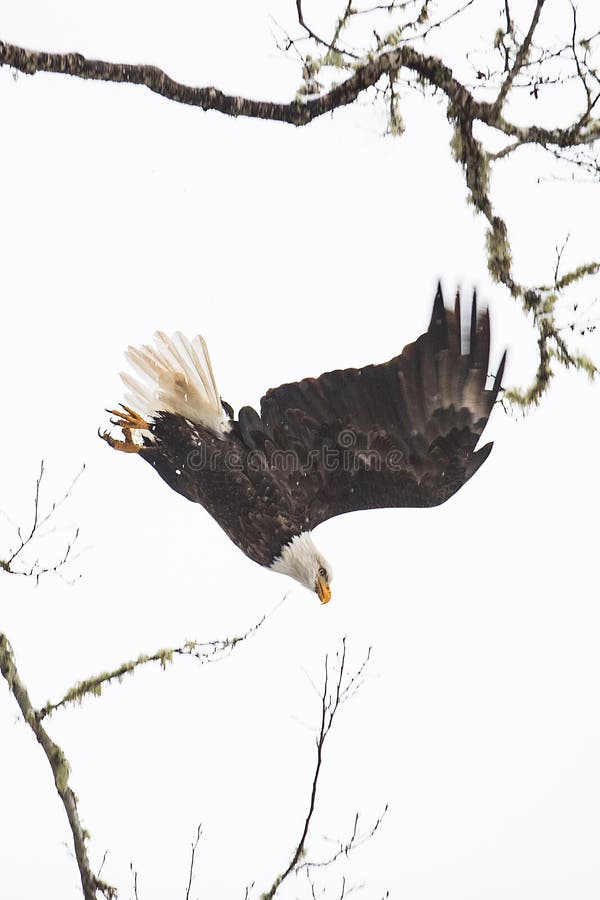 Wild Bald Eagle Diving from a Tree Stock Photo - Image of skagit, eagle ...